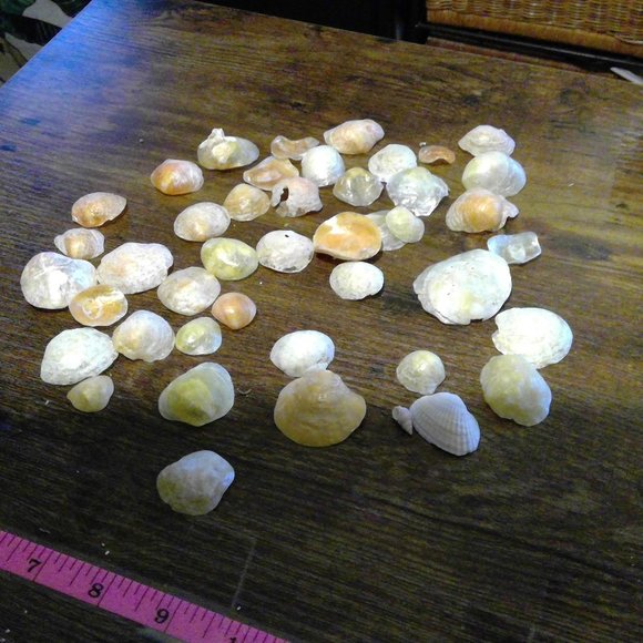 Jingle shells | Accents | Jingle Seashells | Poshmark